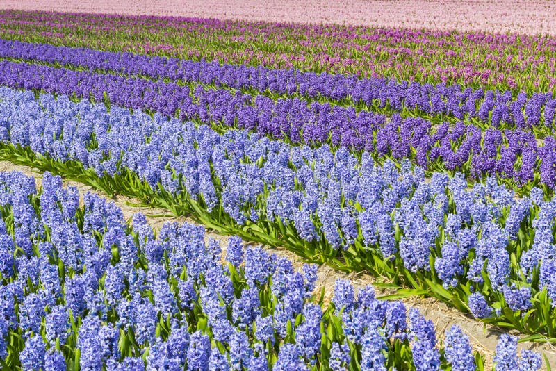 Purple Hyacinth Field in Rows Stock Photo - Image of beauty, bulb: 55630920