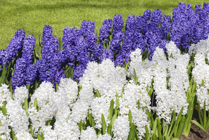 Hyacinth field stock image. Image of holland, greeting - 91091787