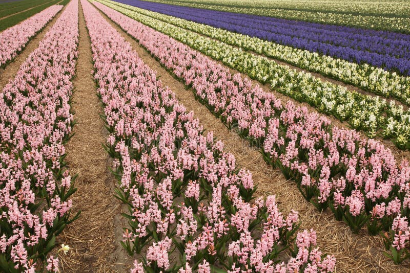 Hyacinth field stock image. Image of netherlands, petal - 56225719
