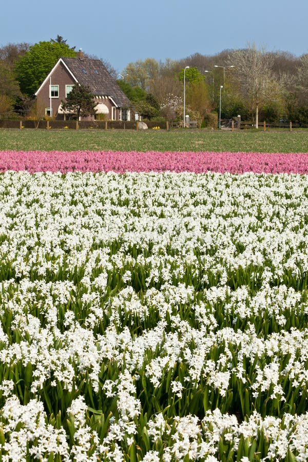 Hyacinth Field in Morning Light, Violet Atmosphere Stock Photo - Image ...