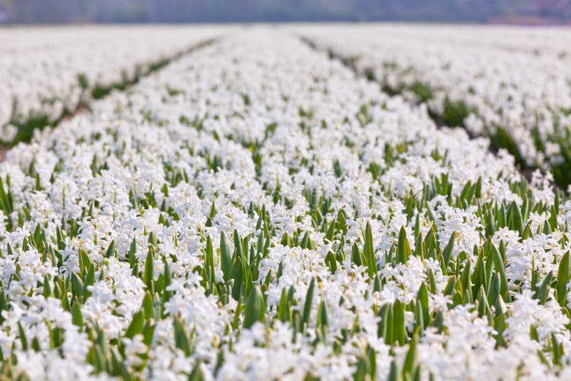 Hyacinth field in Holland stock image. Image of landscape - 24244759