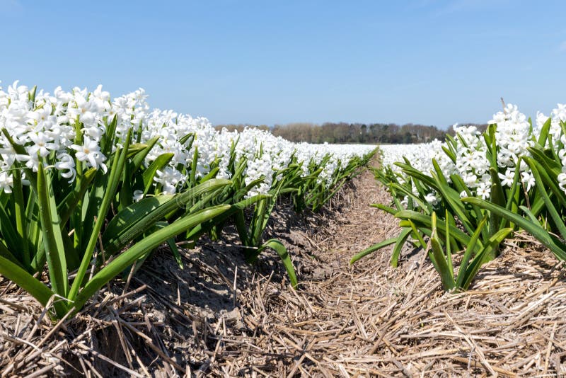 Hyacinth field stock image. Image of blossoms, farm - 116904695