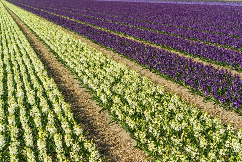 Hyacinth Field in Morning Light, Violet Atmosphere Stock Photo - Image ...