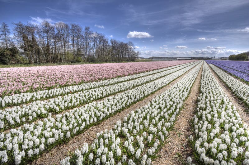 Hyacinth Fields stock photo. Image of rural, summer, famous - 24635772