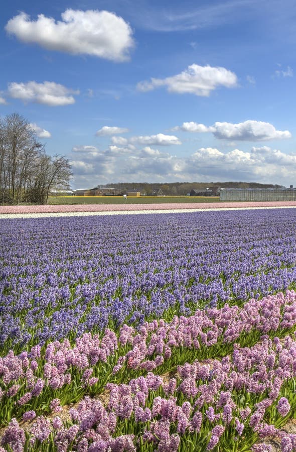 Hyacinth Fields stock image. Image of sunny, rural, famous - 24765645