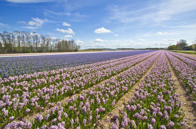 Hyacinth Fields stock photo. Image of purple, landscape - 25605476