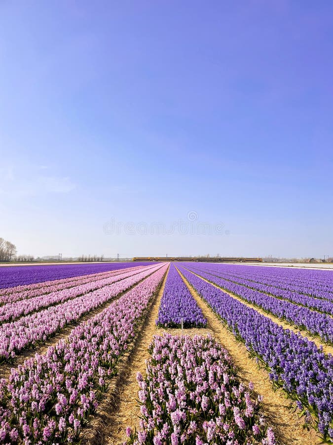 Hyacinth fields stock image. Image of springtime, travel - 246578397