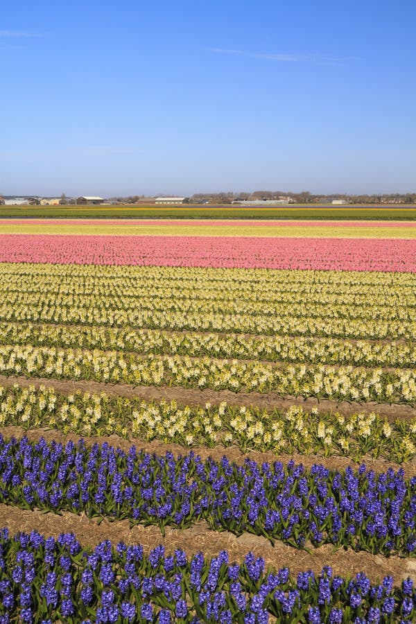 Hyacinth Fields in Bloom in Holland Stock Photo - Image of grow, beauty ...