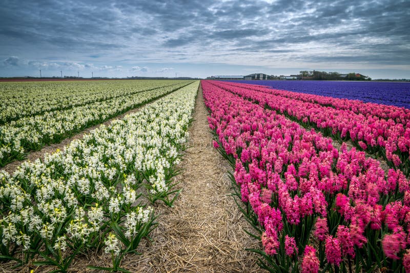 The hyacinth fields stock photo. Image of netherlands - 90884906