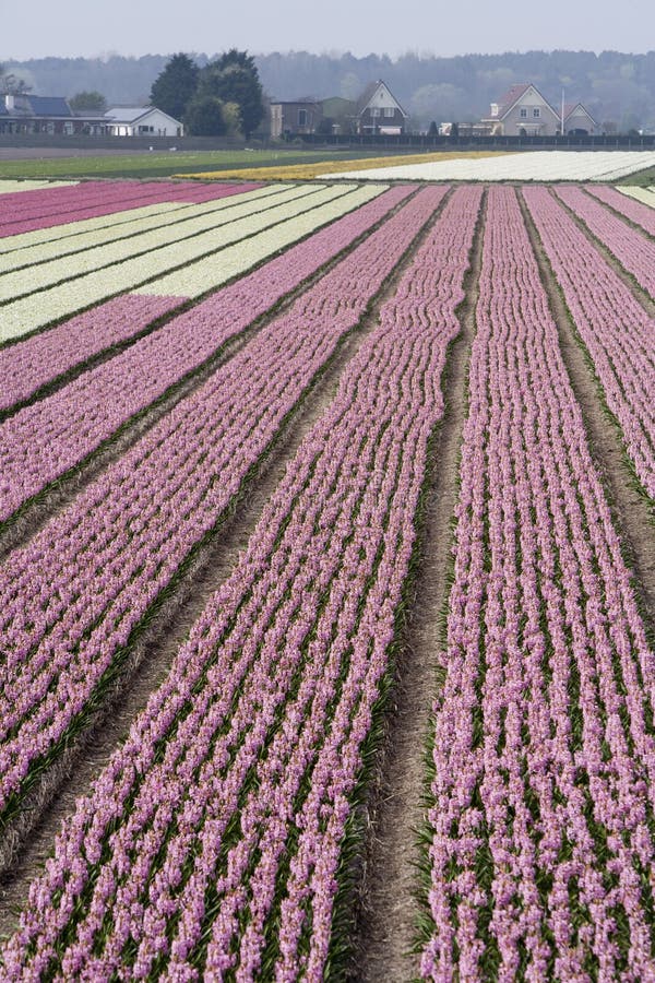 Hyacinth fields stock image. Image of agriculture, bulb - 39545945