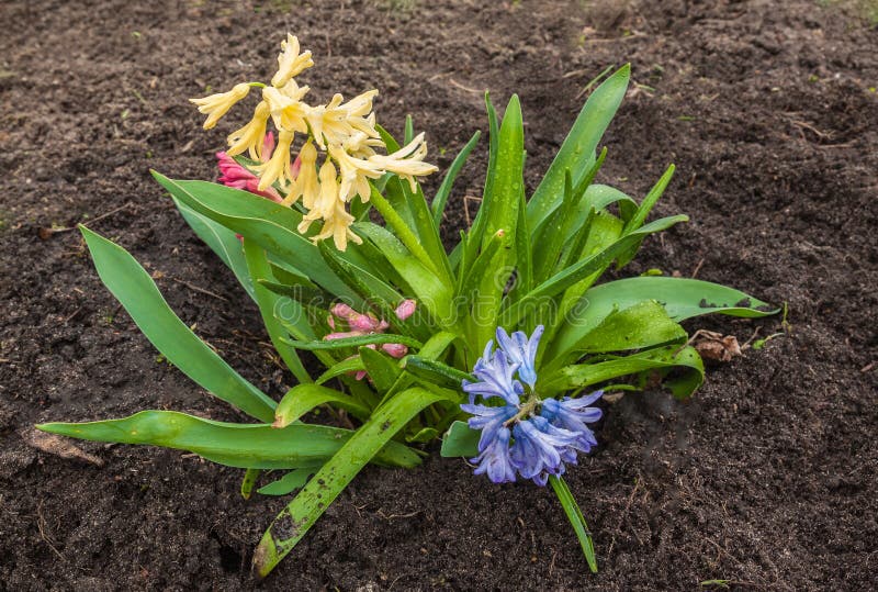 Hyacinth on a flower bed stock image. Image of floral - 84101921