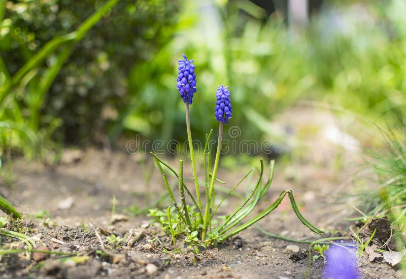 Hyacinth flower in garden stock image. Image of flower - 138159285