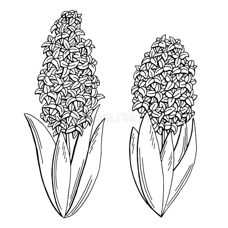 Vector Bouquet with Outline Hyacinth Flower Bunch, Bud and Ornate ...