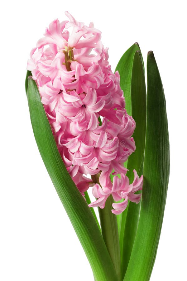 Hyacinth Flower Isolated on a White Background. Close Up of a Beautiful ...