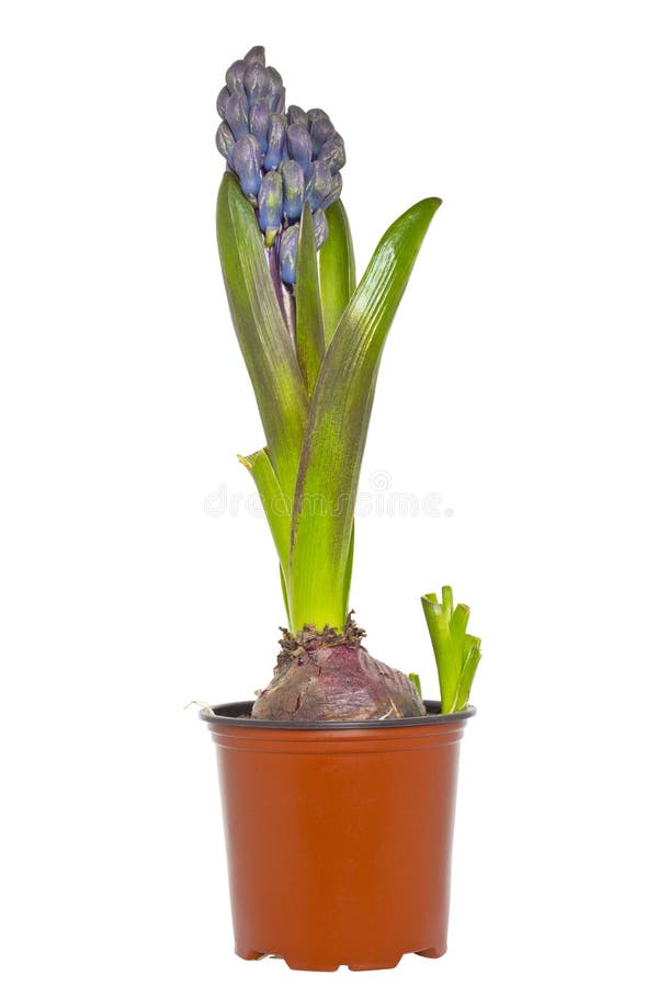 Hyacinth in flower pot stock image. Image of nature, blooming - 43946995