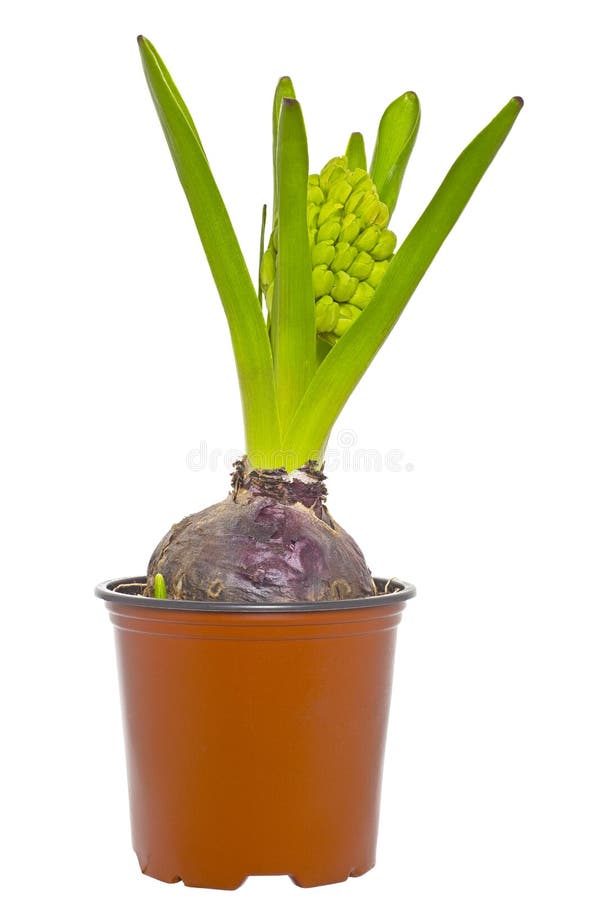 Hyacinth in flower pot stock image. Image of nature, blooming - 43946995