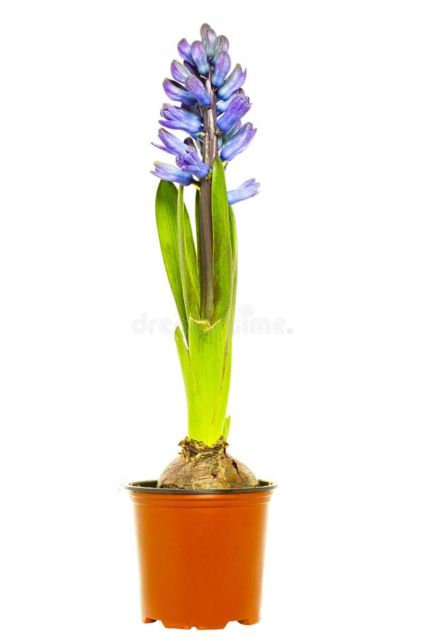 Hyacinth in flower pot stock image. Image of nature, blooming - 43946995