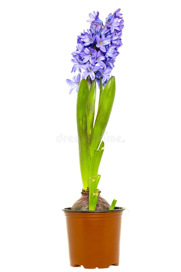 Hyacinth in flower pot stock image. Image of nature, blooming - 43946995
