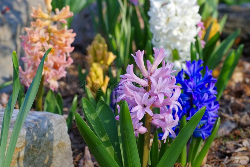 Hyacinth flower in spring stock photo. Image of flowers - 91157644