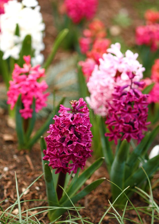 Purple and Pink Hyacinth stock photo. Image of purple, northampton - 101016