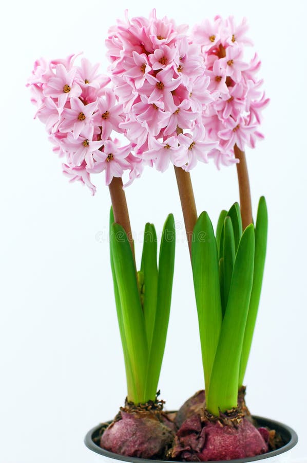 Pink Hyacinth bulb flowers stock image. Image of decoration - 21632229
