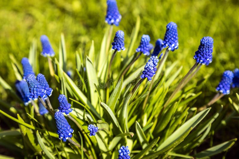 Hyacinth Flowers Grow from the Ground in Spring Stock Image - Image of ...