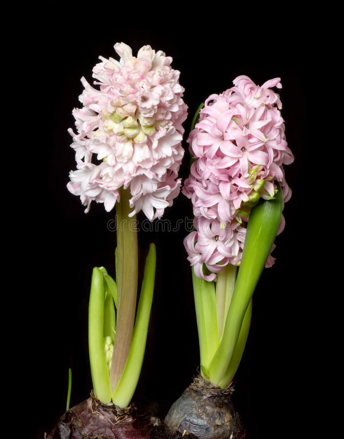 Hyacinth Flowers Isolated on Black Stock Image - Image of flora ...
