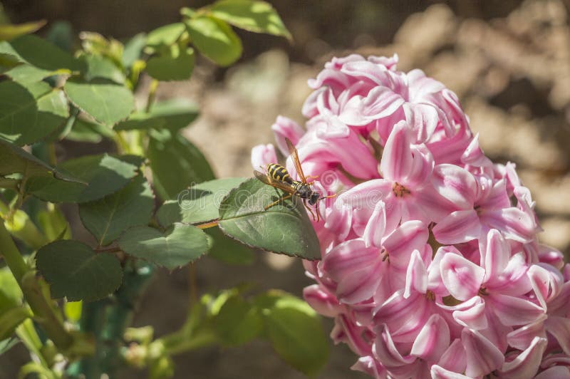 Hyacinth in the garden stock image. Image of bulbs, pollen - 91044031