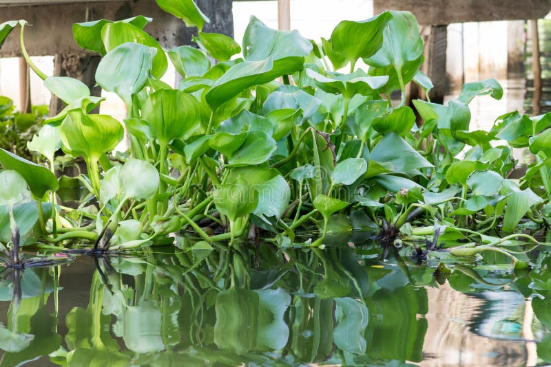 Hyacinth, stock image. Image of flower, petals, green - 100127491