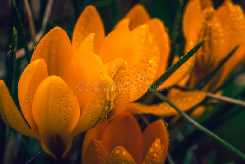 Hyacinth stock image. Image of orange, yellow, spring - 172482037