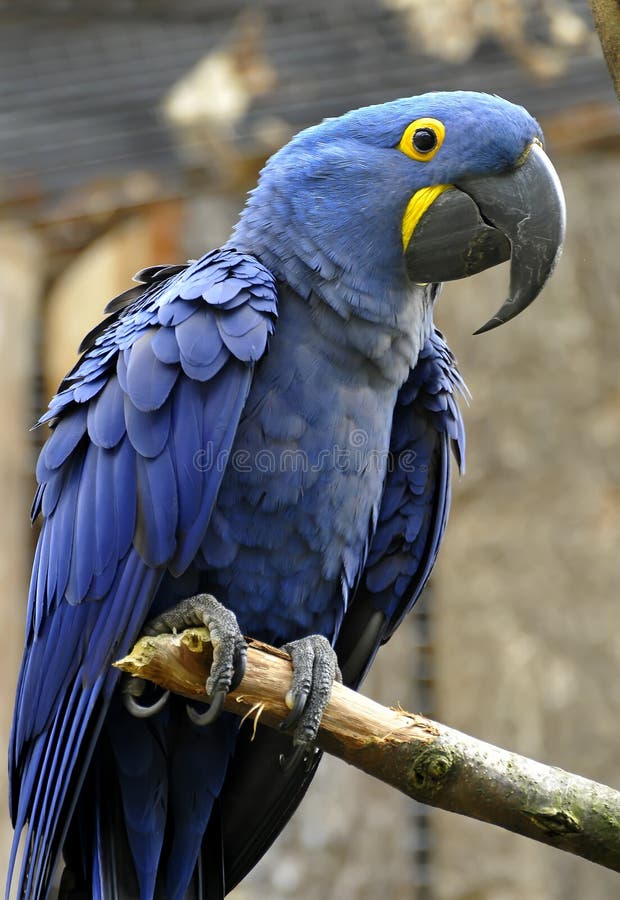 Macaw Picture. Image: 93672