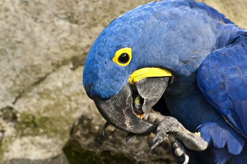 Hyacinth Macaw stock image. Image of legs, head, waterhole - 15606337
