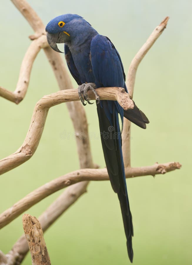 Hyacinth Macaw in flight stock photo. Image of bird, flight - 967480