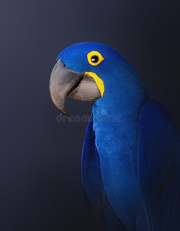 Hyacinth Macaw - Blue Macaw Stock Photo - Image of nature, large: 300098552