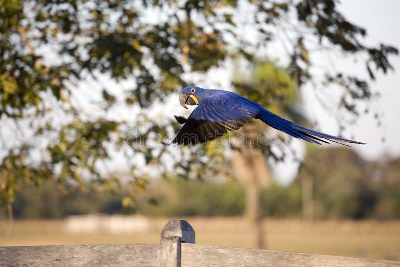 Hyacinth Macaw in flight stock photo. Image of bird, flight - 967480