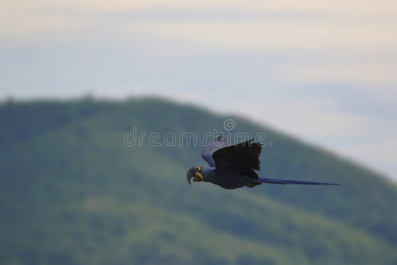 Hyacinth Macaw Flying on the Mountain. Stock Photo - Image of closeup ...