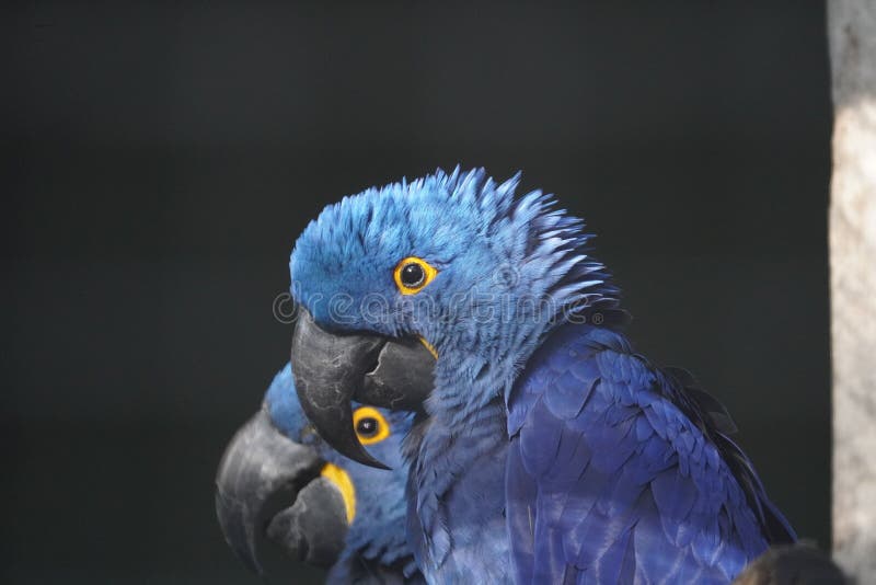Hyacinth macaw looking out stock image. Image of hyacinth - 261255685