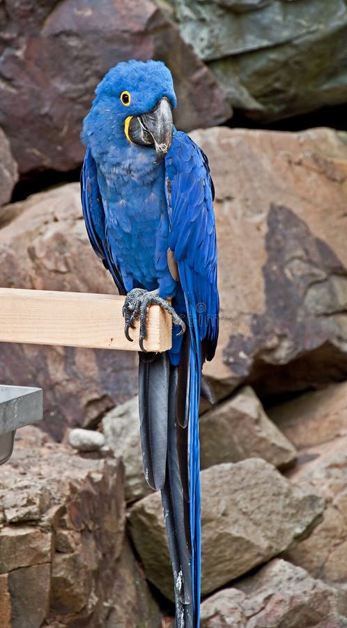 Hyacinth Macaw Parrot Bird stock image. Image of blue - 26213349