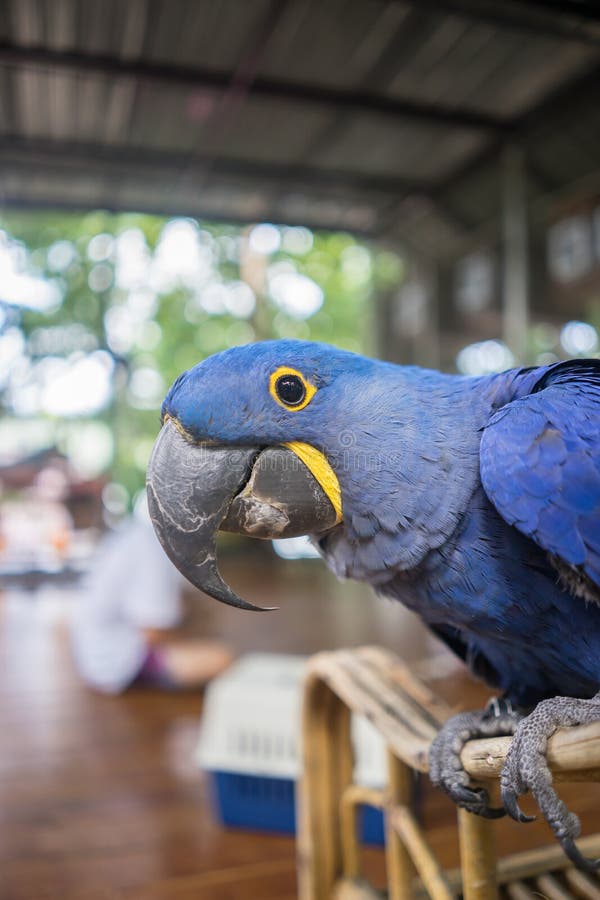 Hyacinth macaw parrot stock image. Image of gold, mother - 56842965