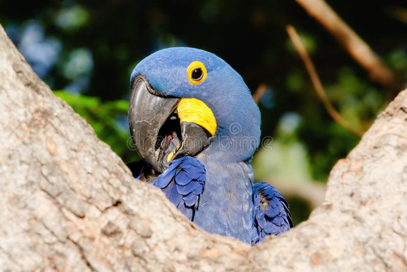 A Hyacinth Macaw Poses Coyly for the Camera Stock Photo - Image of ...