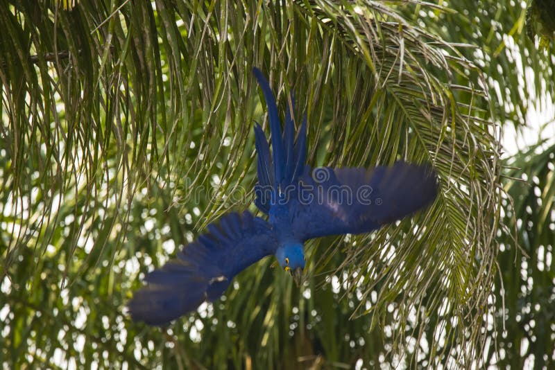 Hyacinth Macaw Selvaggio, Discesa Improvvisa Fotografia Stock ... Hyacinth Macaw Selvaggio, Discesa Improvvisa Fotografia Stock ...