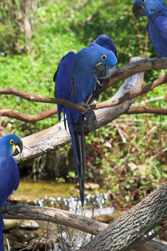 Hyacinth macaws 2 stock image. Image of conserve, endangered - 639715