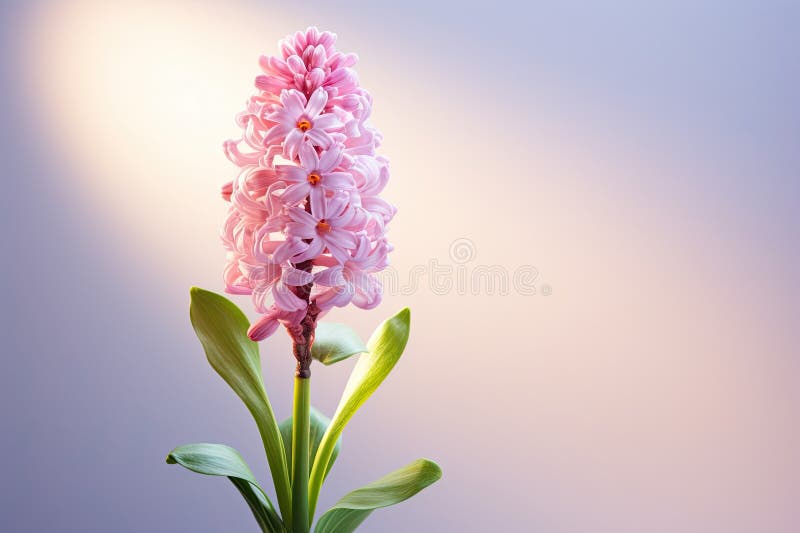 Hyacinth on a Pastel Simple Colored Solid Background with Shadow ...