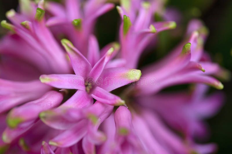 Hyacinth Pink Pearl Colors Spring Garden Stock Photos - Free & Royalty ...