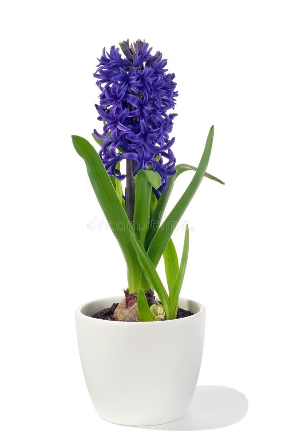 Flower Hyacinth Care Pot