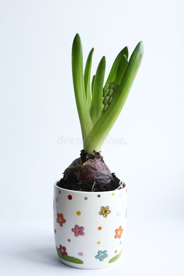 Hyacinth in a Pot on a White Background. Stock Photo - Image of ...