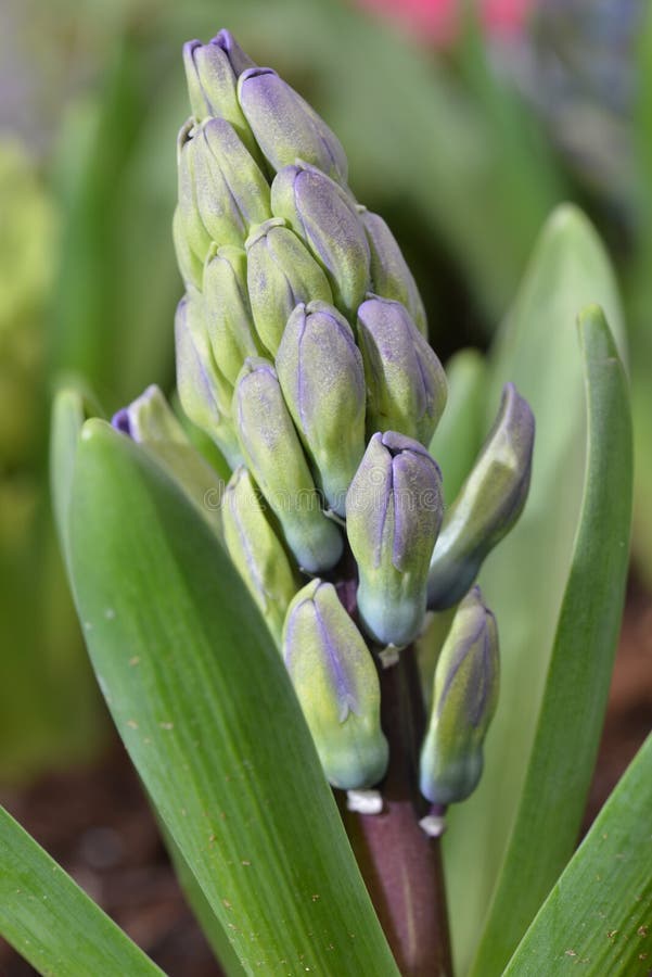 Hyacinth stock image. Image of scilloideae, nature, flower - 68150455