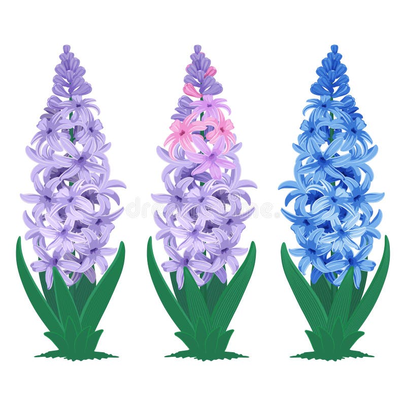 Hyacinth Spring Flowers Set Stock Vector - Illustration of pink, plant ...