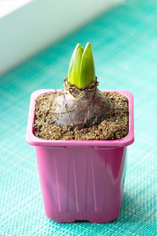 Pink Spring Hyacinth Flower Pot Stands Windowsill Stock Photos - Free ...