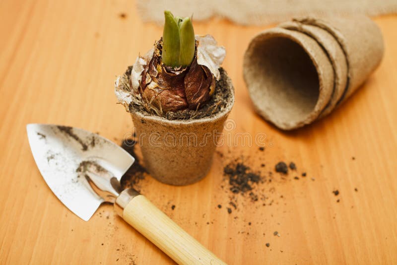 Hyacinth sprout in a pot stock photo. Image of shovel - 40171826